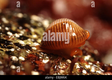 Arctic cowrie / Northern cowrie (Trivia arctica) shell on white ...