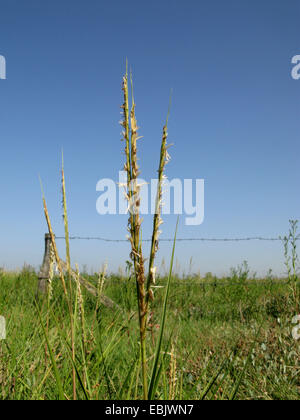 Common Cordgrass (Spartina anglica), blooming plant Stock Photo - Alamy