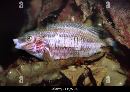 Corkwing wrasse (Symphodus melops). Marine fish Stock Photo - Alamy