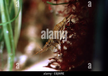 Grass Prawn or rockpool prawn (Palaemon elegans) Black sea Stock Photo ...