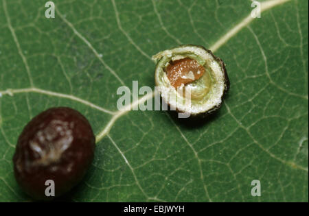 aspen leaf gall midge (Harmandia spec.), gall on a leaf of a poplar ...