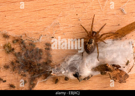 Spiders make nests Stock Photo - Alamy