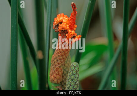 Panama Hat Plant or Toquilla Palm (Carludovica palmata) in the Park in ...