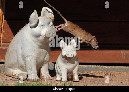 A common brown rat standing up and sniffing Stock Photo - Alamy