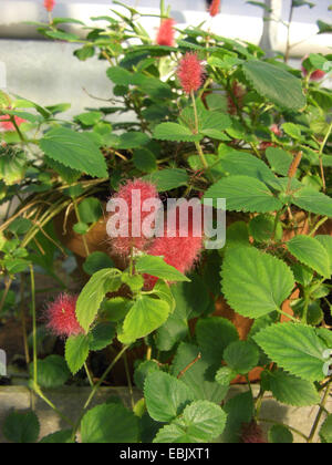 Trailing Red Cattail, Kittens Tail, Dwarf Chenille Plant, Red Cattail ...