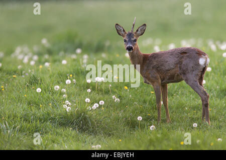roe deer (Capreolus capreolus), buck with only one horn in a maedow ...