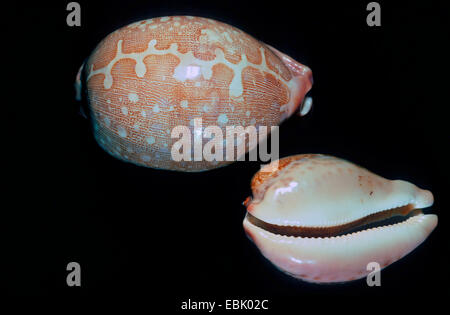 Map Cowrie Shell, Cypraea mappa, night dive, Nudi Falls dive site ...