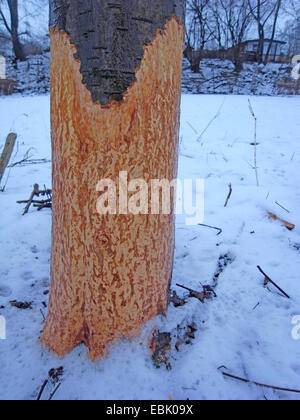 Rabbit damage to trees Stock Photo - Alamy