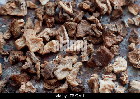Devil’s Claw or grapple plant (Harpagophytum procumbens) medicinal ...