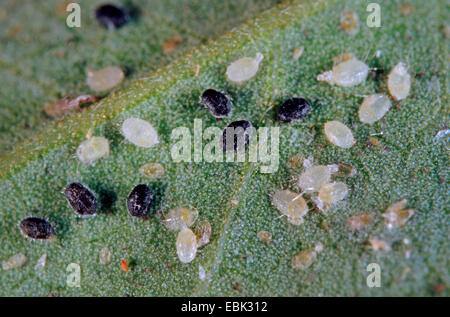 Encarsia formosa the greenhouse whitefly parasite feeding on a whitefly ...