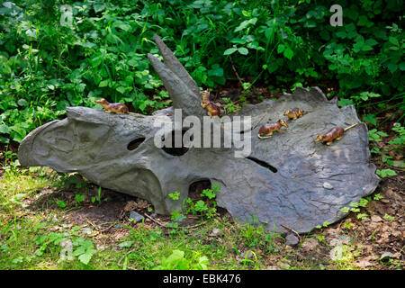 Purgatorius (Purgatorius), on a skull of a dinosaur, one of the oldest ...