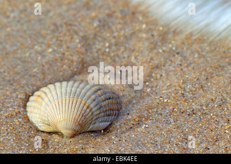 common cockle, common European cockle, edible cockle (Cerastoderma ...