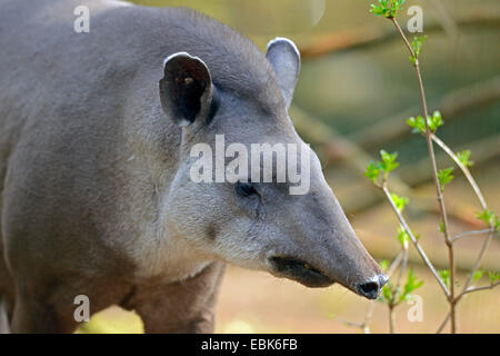 Head shot of a south American tapir (tapirus temestris) in a zoo Stock ...
