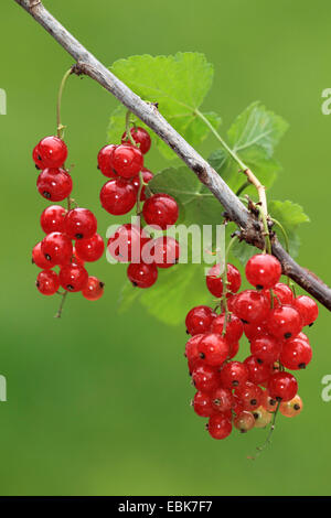 Red Currants (Ribes rubrum), Germany Stock Photo - Alamy