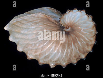 Brown Paper Nautilus (Argonauta hians) grey and brown shell, close-up ...