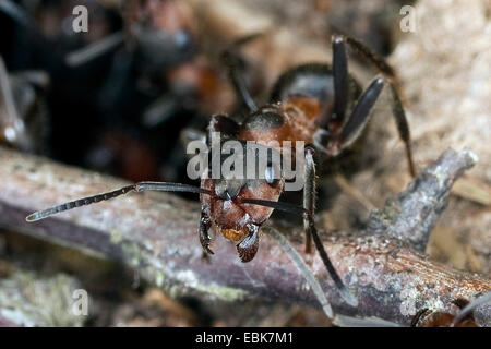 Red Wood Ant Portrait Stock Photo - Alamy