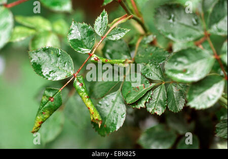 rose leaf rolling sawfly (Blennocampa pusilla) showing rolled rose ...