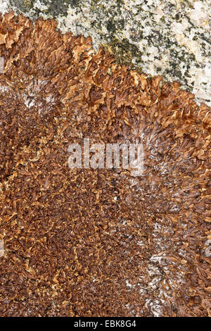 Anaptychia (Anaptychia runcinata, Anaptychia aquila, Anaptychia fusca ...