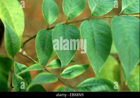 Japanese cork tree (Phellodendron japonicum), bark Stock Photo - Alamy