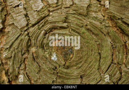 African Cedar (Cedrus atlantica) tree an evergreen tree with green pine ...