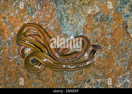 Shovel-headed Garden Worm, Bipalium kewense, Klungkung, Bali, Indonesia ...