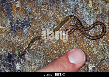 Shovel-headed Garden Worm, Shovel-headed Garden Flatworm, hammerhead ...