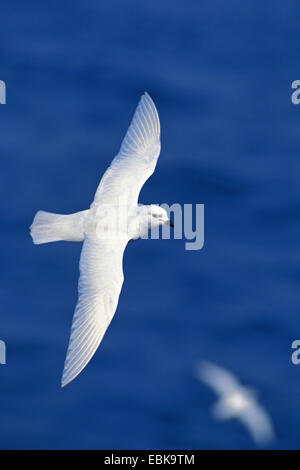 Snow Petrel flying, Antarctica Stock Photo - Alamy
