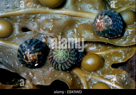 Flat top shells (Gibbula umbilicalis) in rock pool at low tide, UK ...