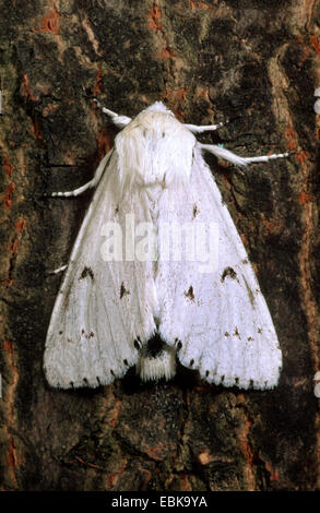 The Miller (Acronicta leporina Stock Photo - Alamy