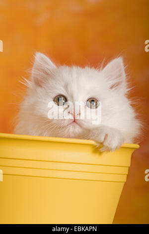 British Longhair kitten Stock Photo - Alamy