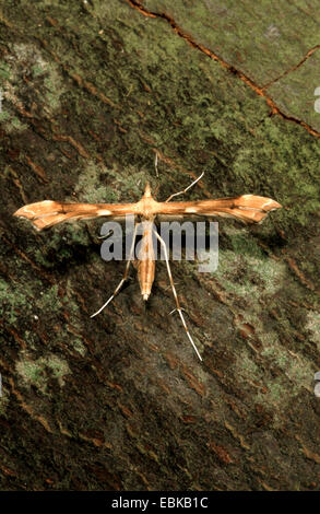 Plume moth (Platyptilia pallidactyla, Gillmeria pallidactyla), sitting ...