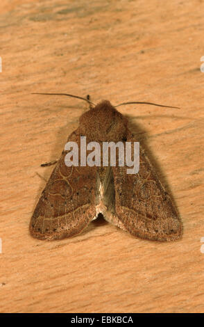 Closeup on the clouded drab moth, Orthosia incerta on a piece of Stock ...