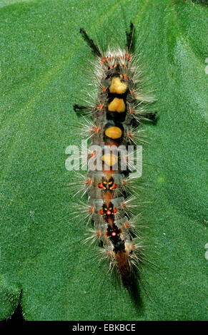 Rusty Tussock Moth, Vapourer Moth (Orgya antiqua), female laying eggs ...