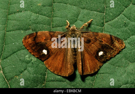 Rusty Tussock Moth, Vapourer Moth (Orgya antiqua), female laying eggs ...
