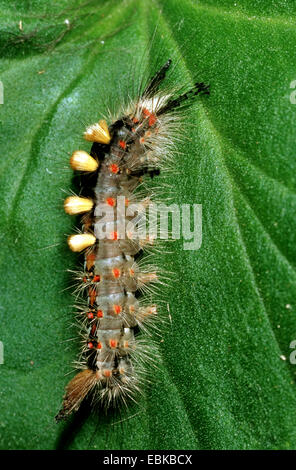 Rusty Tussock Moth, Vapourer Moth (Orgya antiqua), female laying eggs ...