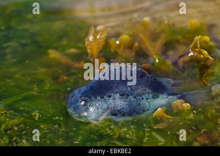 lumpsucker, lumpfish, hen-fish, henfish, sea hen (Cyclopterus lumpus ...