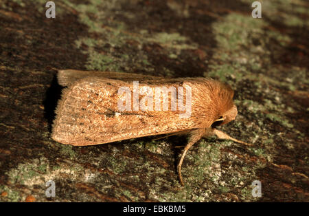 clay wainscot, clay moth (Mythimna ferrago), imago on bark, Germany ...