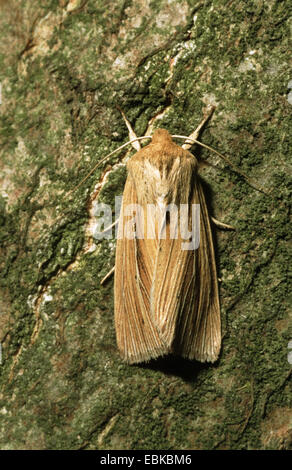 Smoky Wainscot (Mythimna impura Stock Photo - Alamy