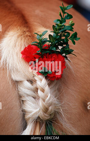 Horse tail tied together Stock Photo - Alamy