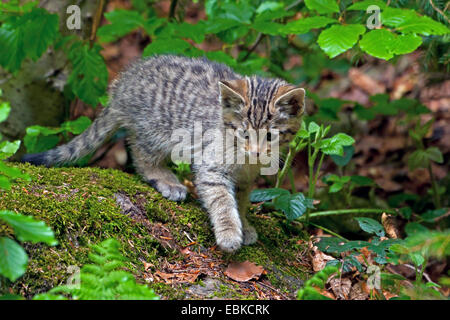 European wildcat kitten in Bavarian Forest National Park, Germany Stock ...