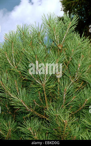 Pinus densiflora 'Umbraculifera' (Japanese Red Pine), trees branches covered with snow Stock ...