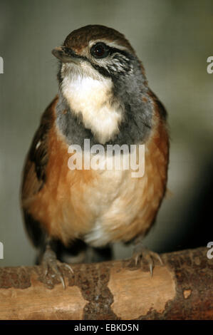 greater necklaced laughing thrush (Garrulax pectoralis, Pterorhinus ...
