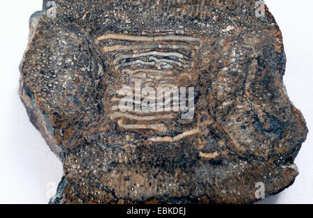 Psaronius asterolithus, fossil seed fern, trunk, Roliegend, Germany ...