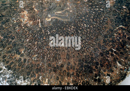 Psaronius, tree fern Stock Photo - Alamy