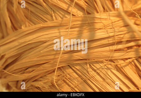 Raffia Palm (Raphia farinifera), (Arecaceae Stock Photo - Alamy