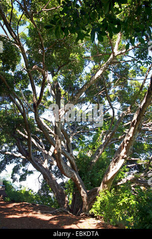 Azorean laurel, Azorian laurel (Laurus azorica, Laurus canariensis ...