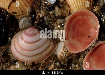Shells from the bivalve mollusk Baltic macoma Stock Photo - Alamy