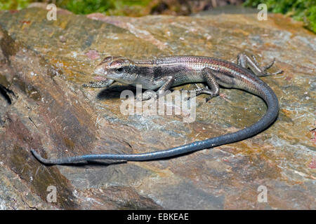 Coastal Blue-tailed Skink (Emoia cyanura), on a stone Stock Photo - Alamy