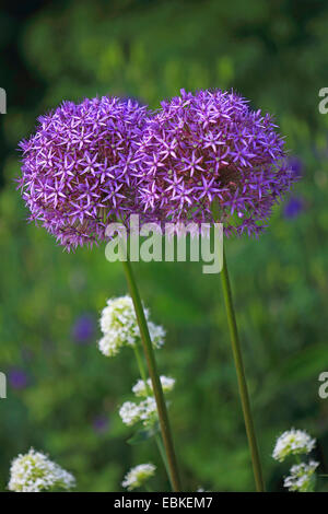 Persian onion or star of Persia flower and a bee close up, bee ...
