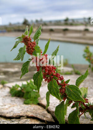 Pellitory-of-the-Wall (Parietaria judaica) plant. Plant in the nettle ...